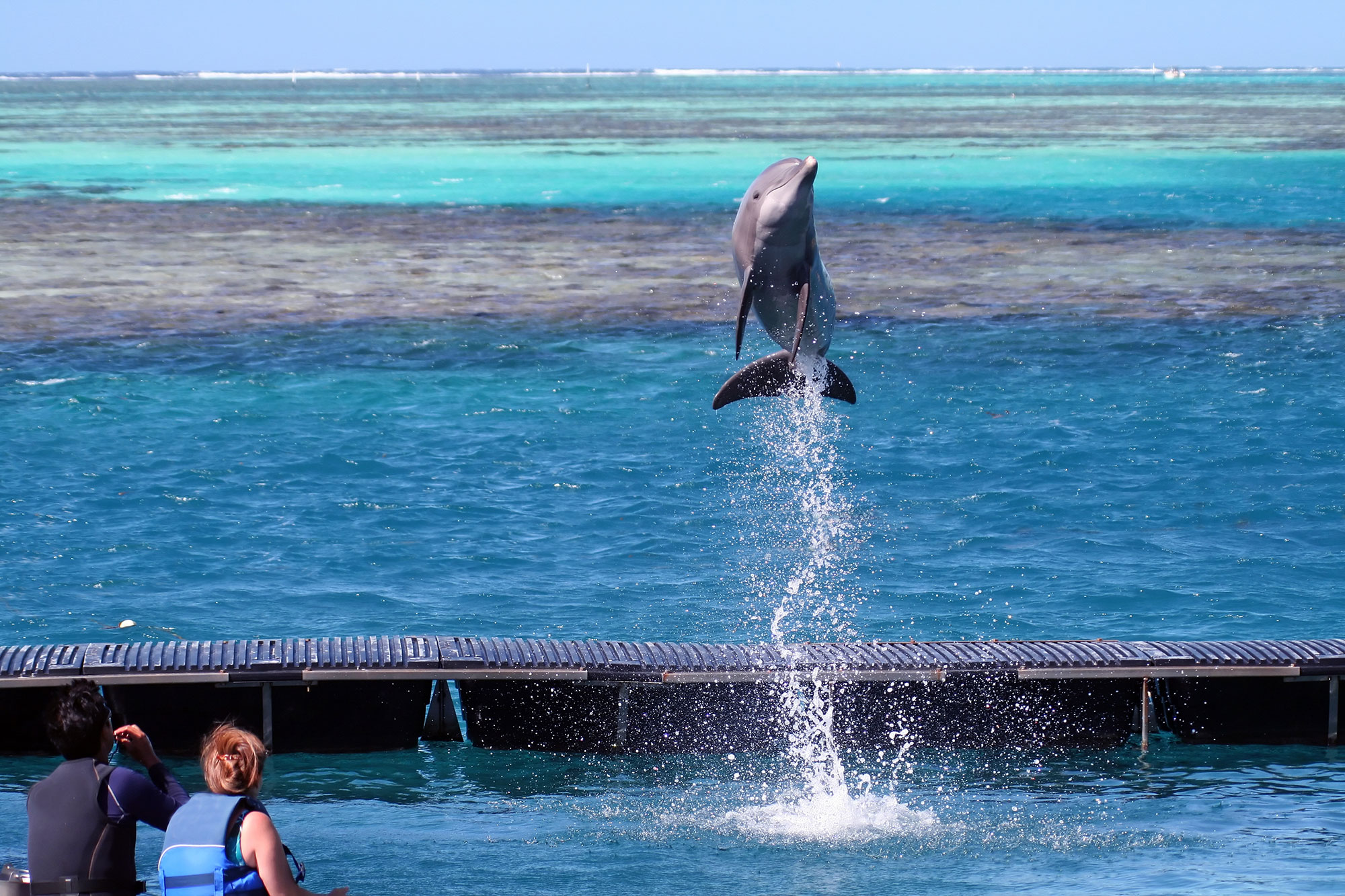 Captivity | Marine Connection