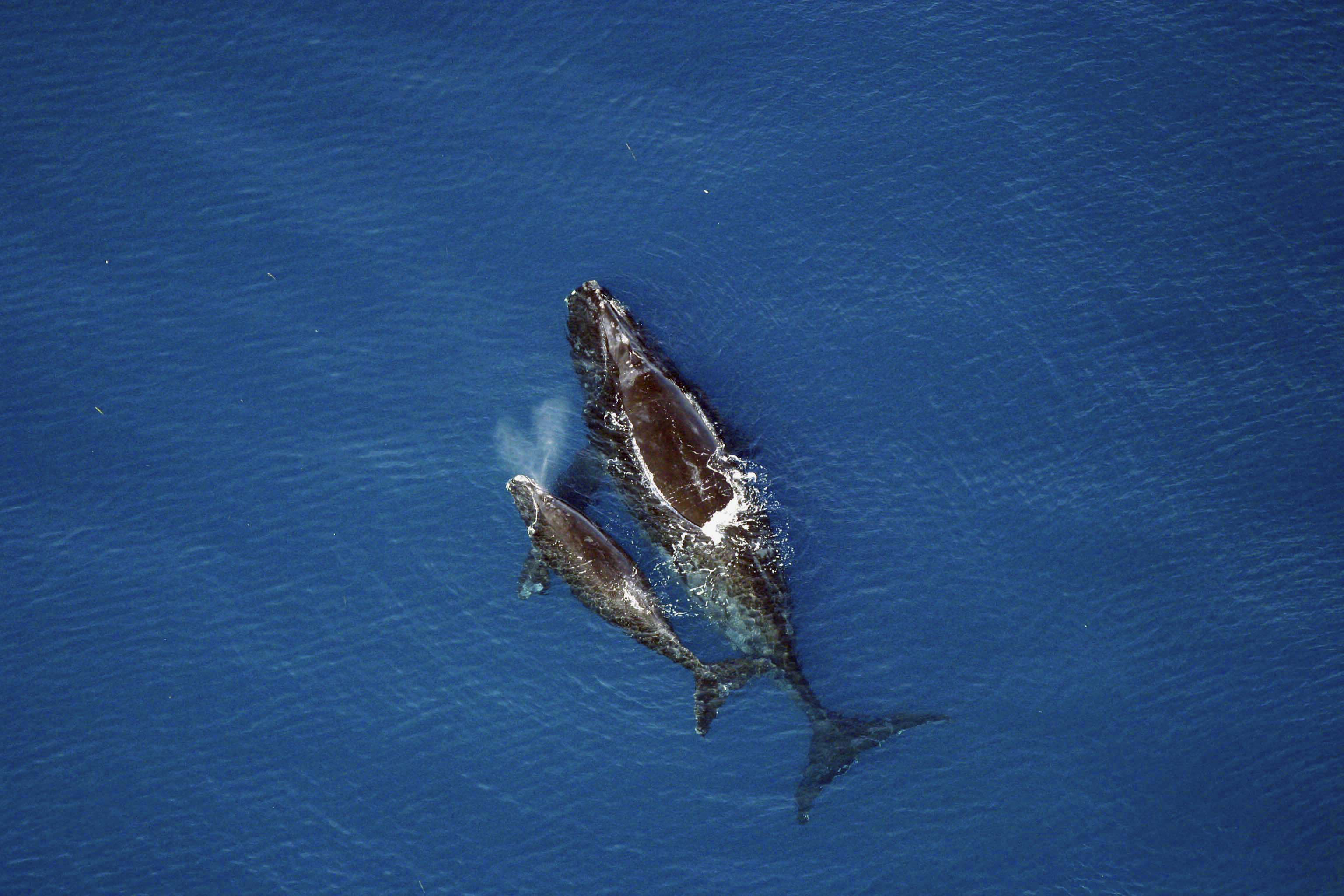 Right whale sightings dwindle this season | Marine Connection