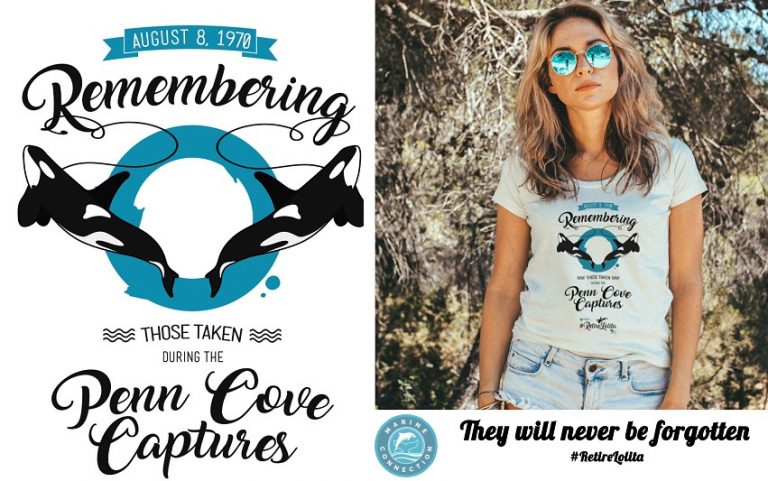 48th anniversary of the Penn Cove orca captures | Marine Connection