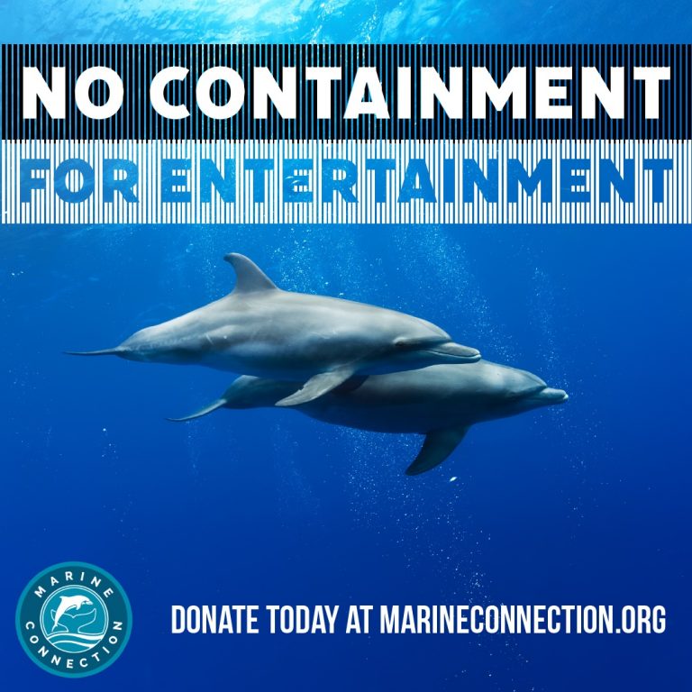 Captivity | Marine Connection