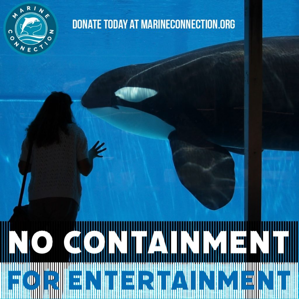Captivity | Marine Connection