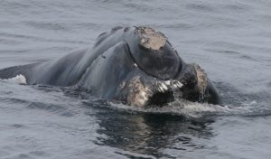 Enhanced protection measures for North Atlantic right whales | Marine ...