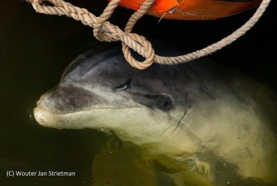 Solitary dolphin Zafar is found dead | Marine Connection