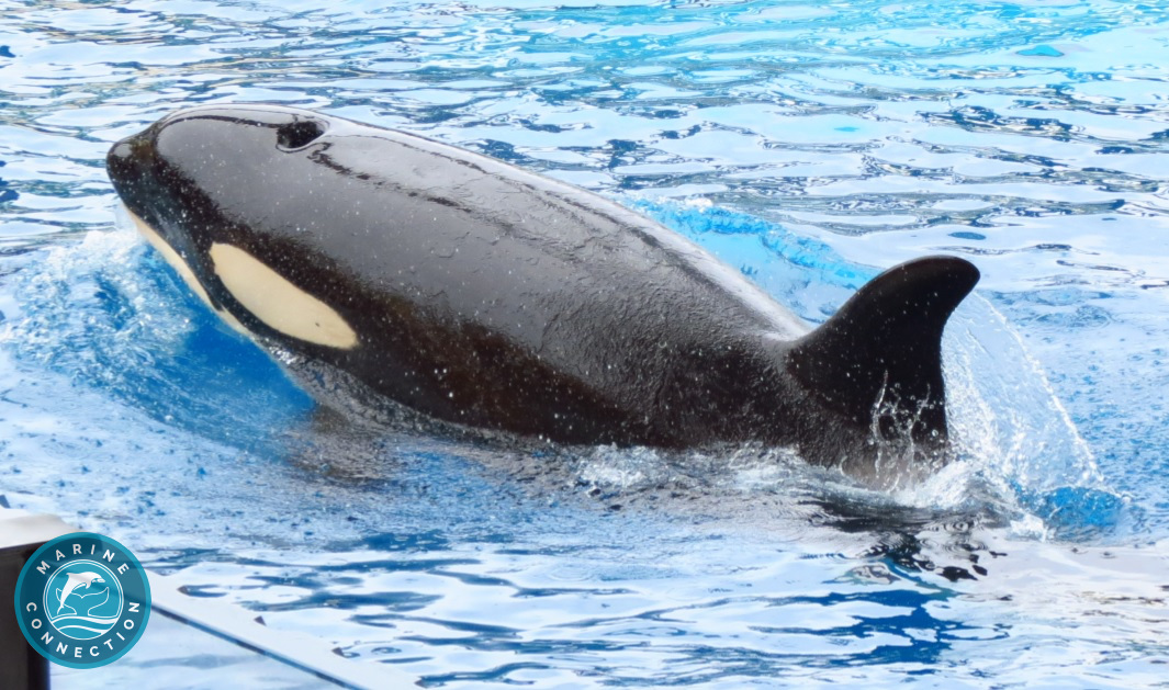 23 June 2010 – the day Morgan was taken from the wild | Marine Connection