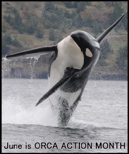 June is Orca Action Month | Marine Connection