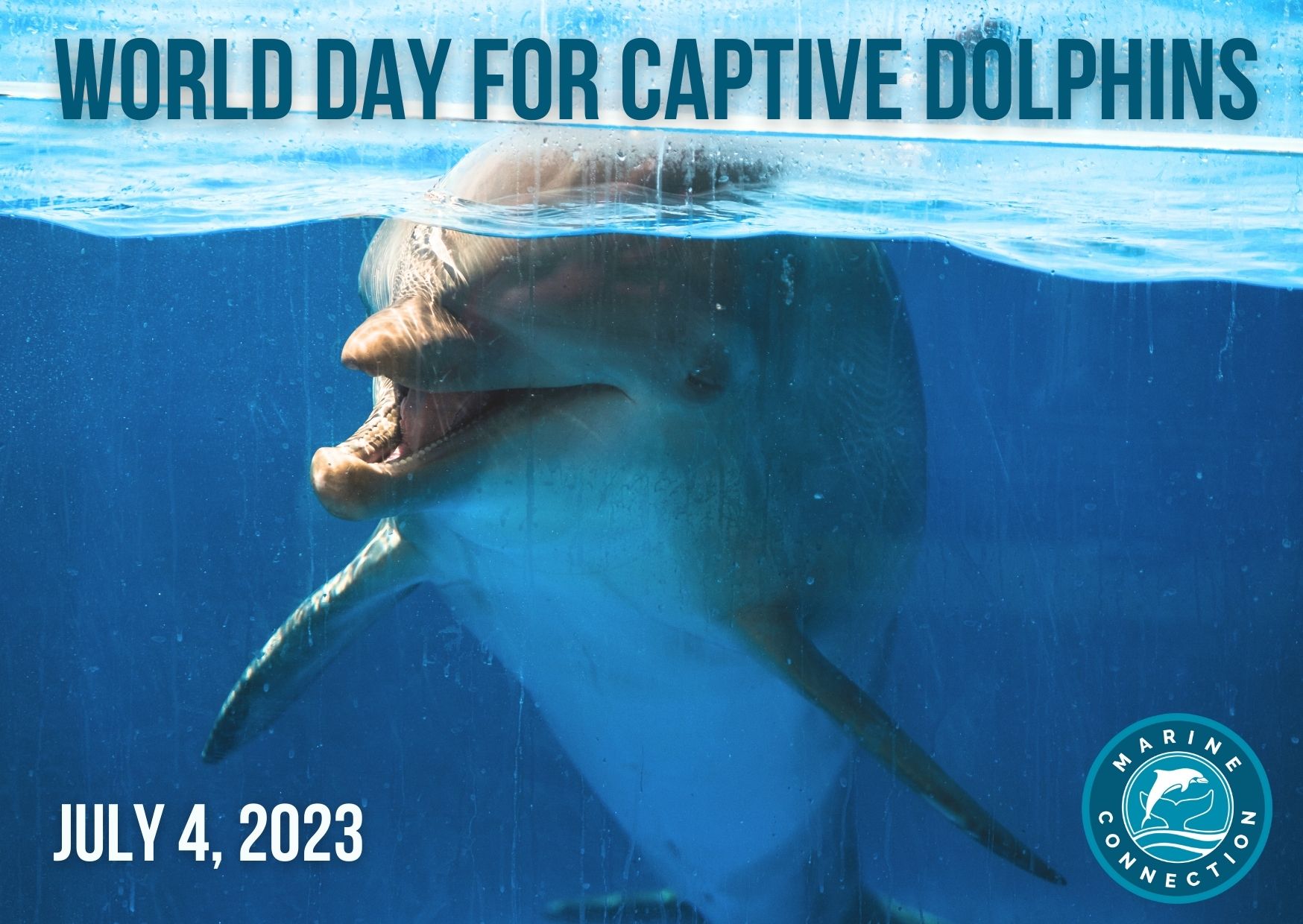 World Day for Captive Dolphins : 4 July 2023 | Marine Connection