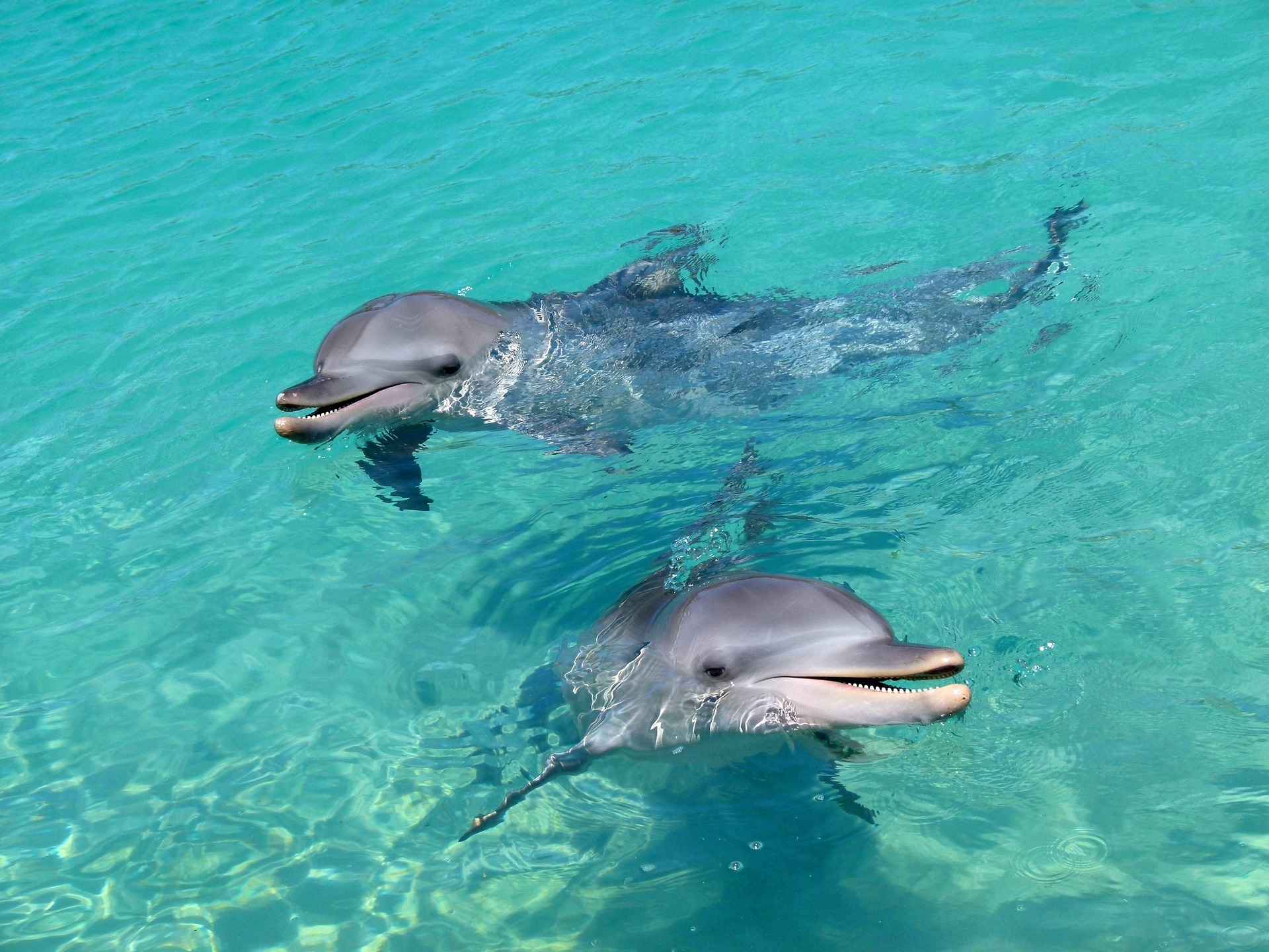 Dolphin Marine Conservation Park in Australia enters voluntary ...