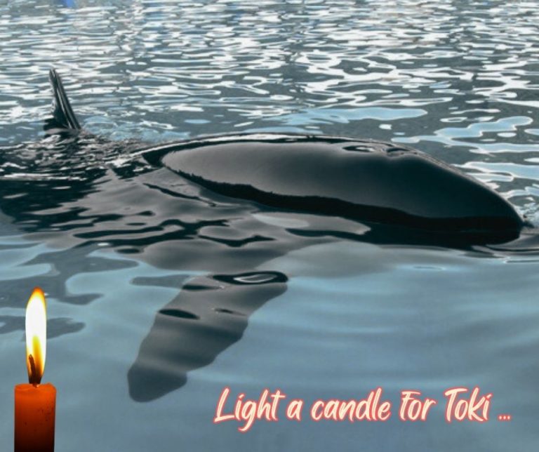 Sunday 27 August – remembering Tokitae | Marine Connection