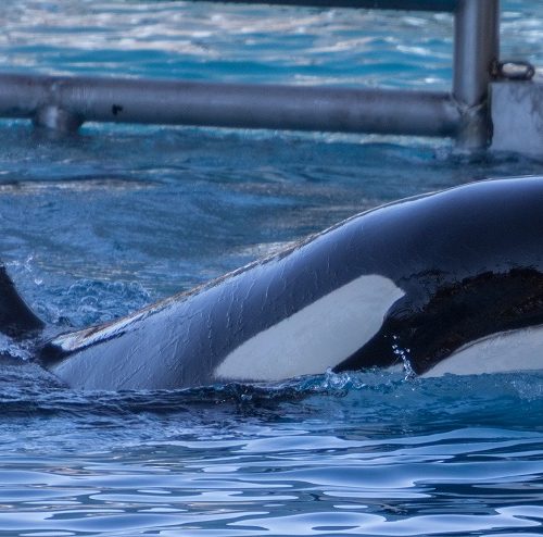 Celebrating Earth Day 2023 Marine Connection