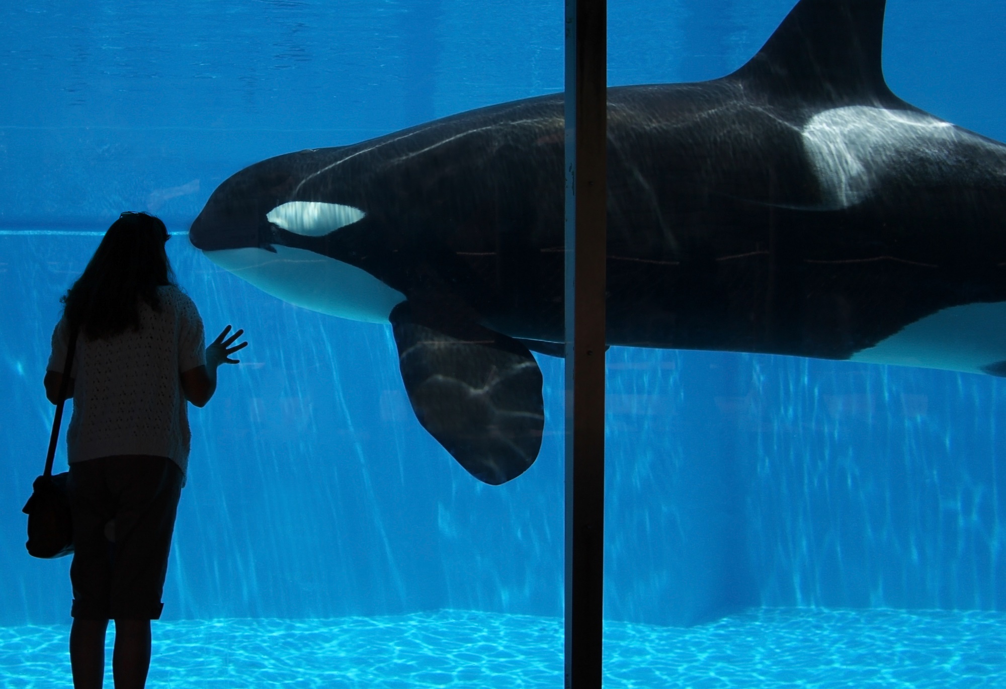 Captivity | Marine Connection