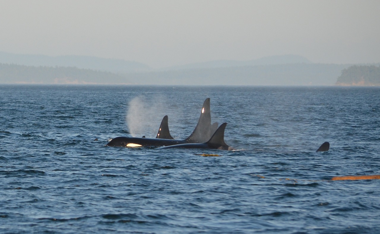 New study confirms amazing orca fact | Marine Connection