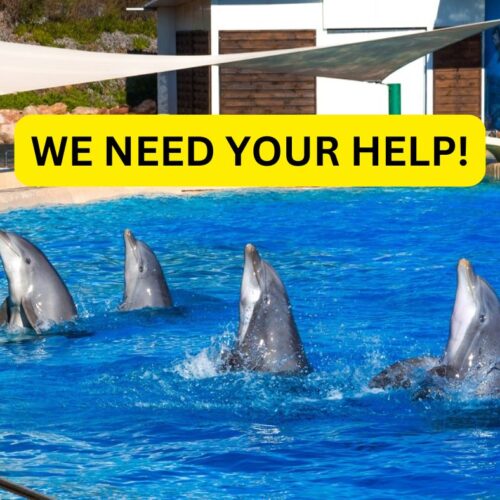 First Annual World Dolphin Day | Marine Connection