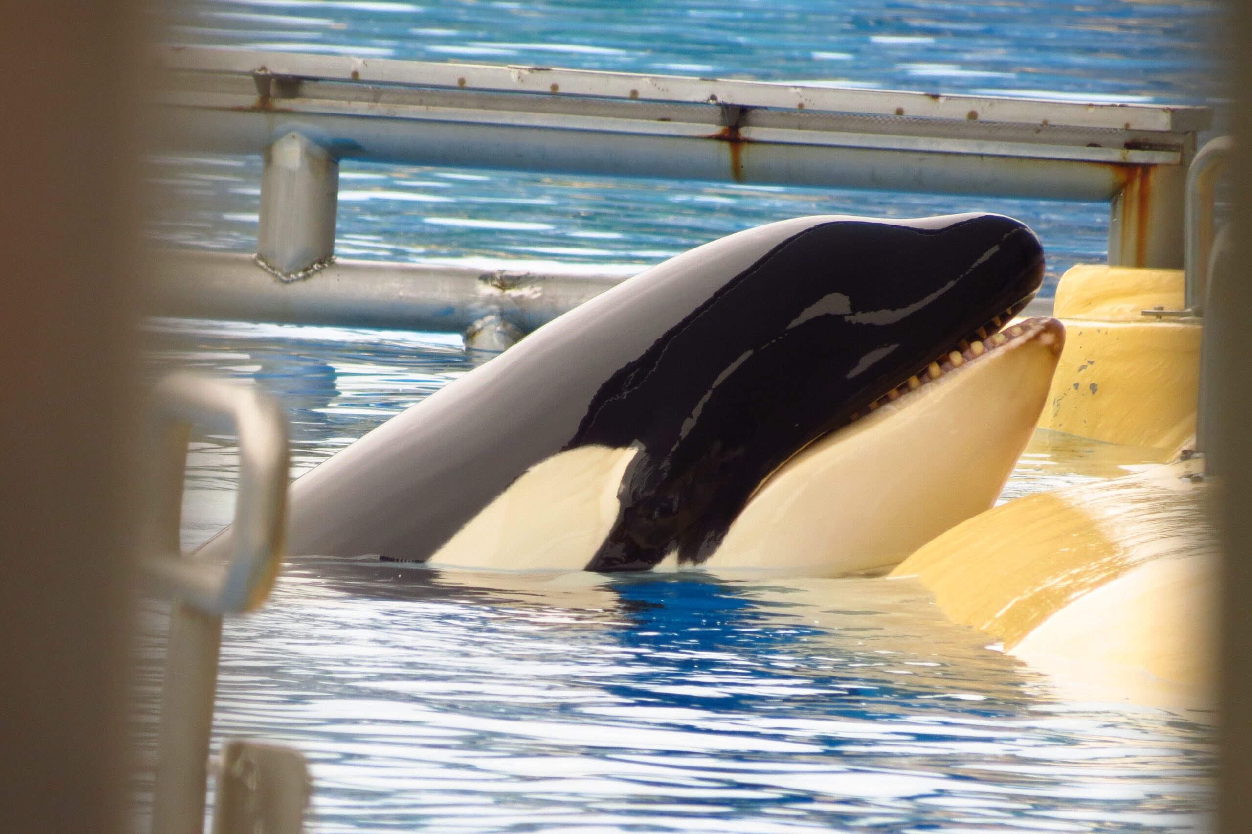 Future is bleak for orca calf at Loro Parque | Marine Connection