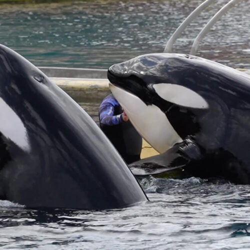 New documentary on Keiko the orca | Marine Connection